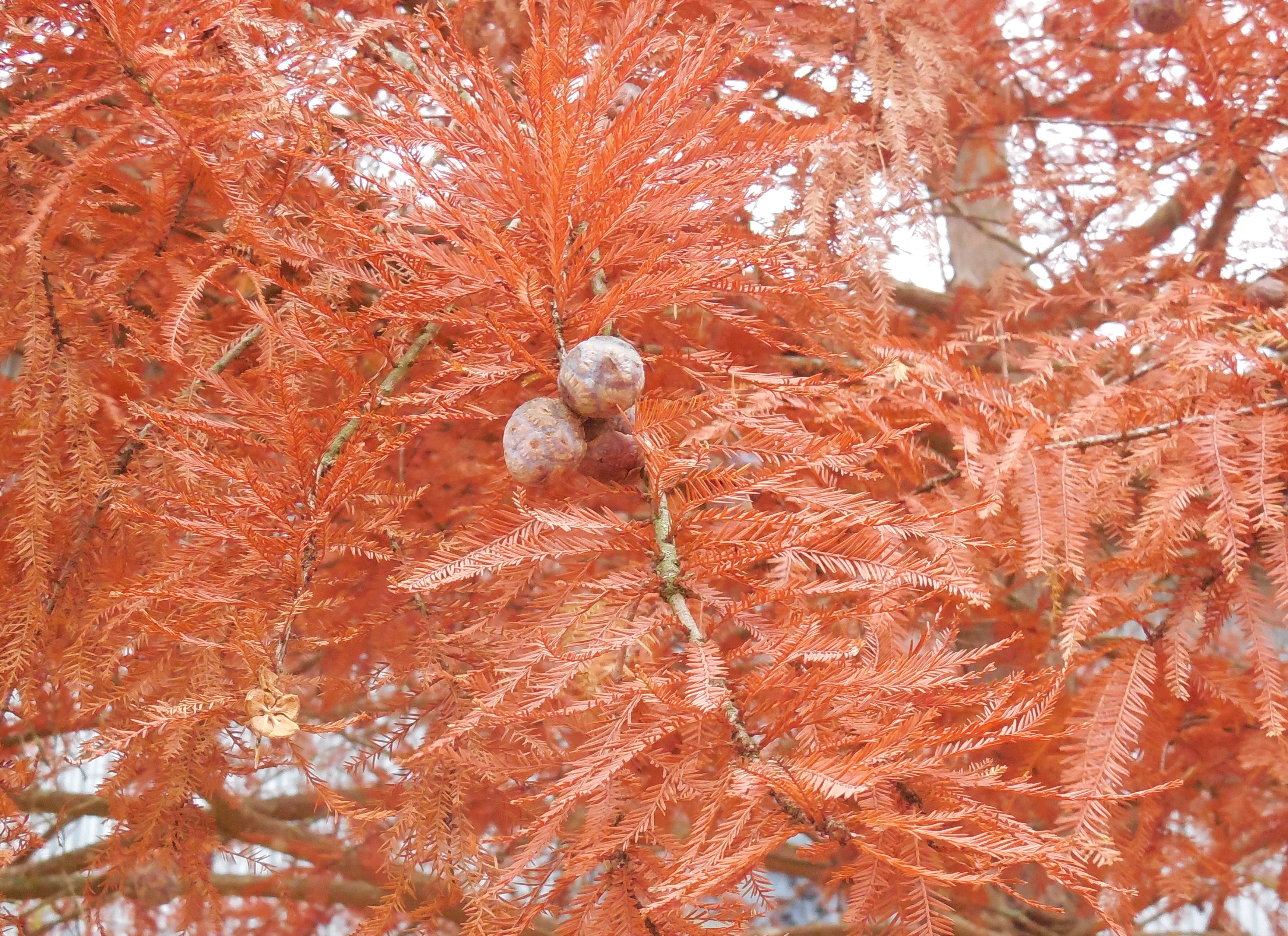 Thankful For A Single Tree – Natural Musings