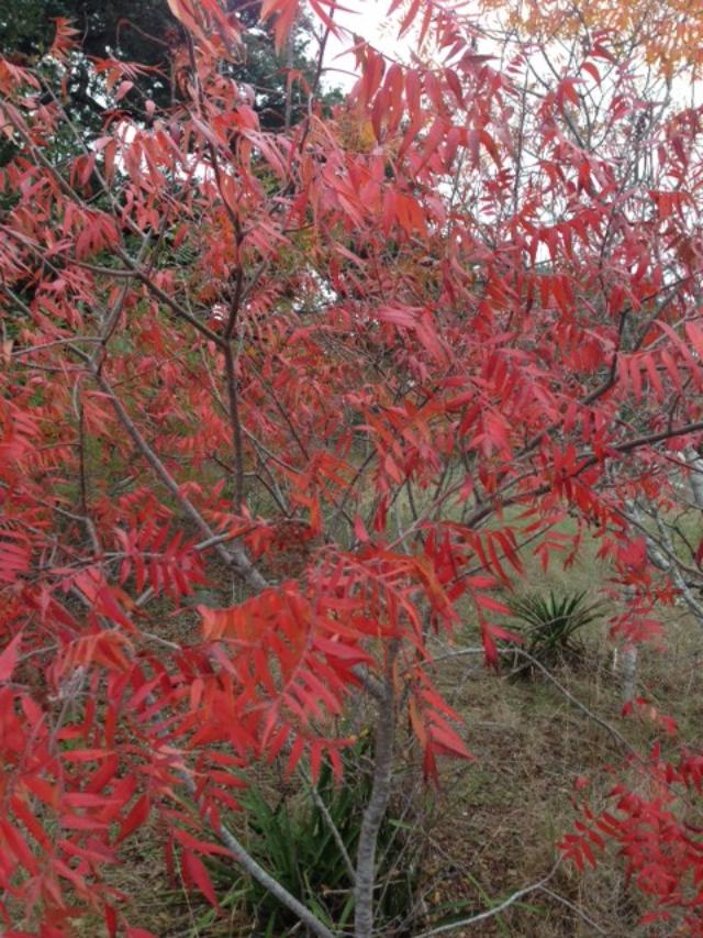 Thankful For A Single Tree – Natural Musings