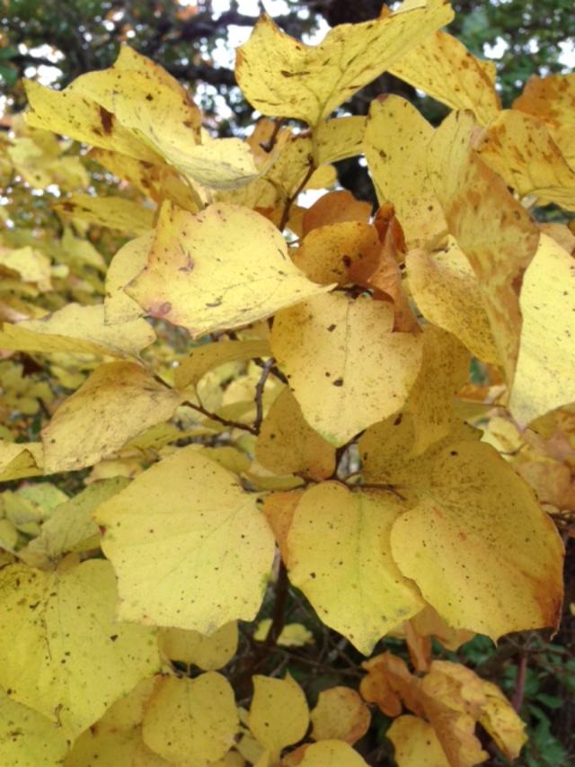 Thankful For A Single Tree – Natural Musings
