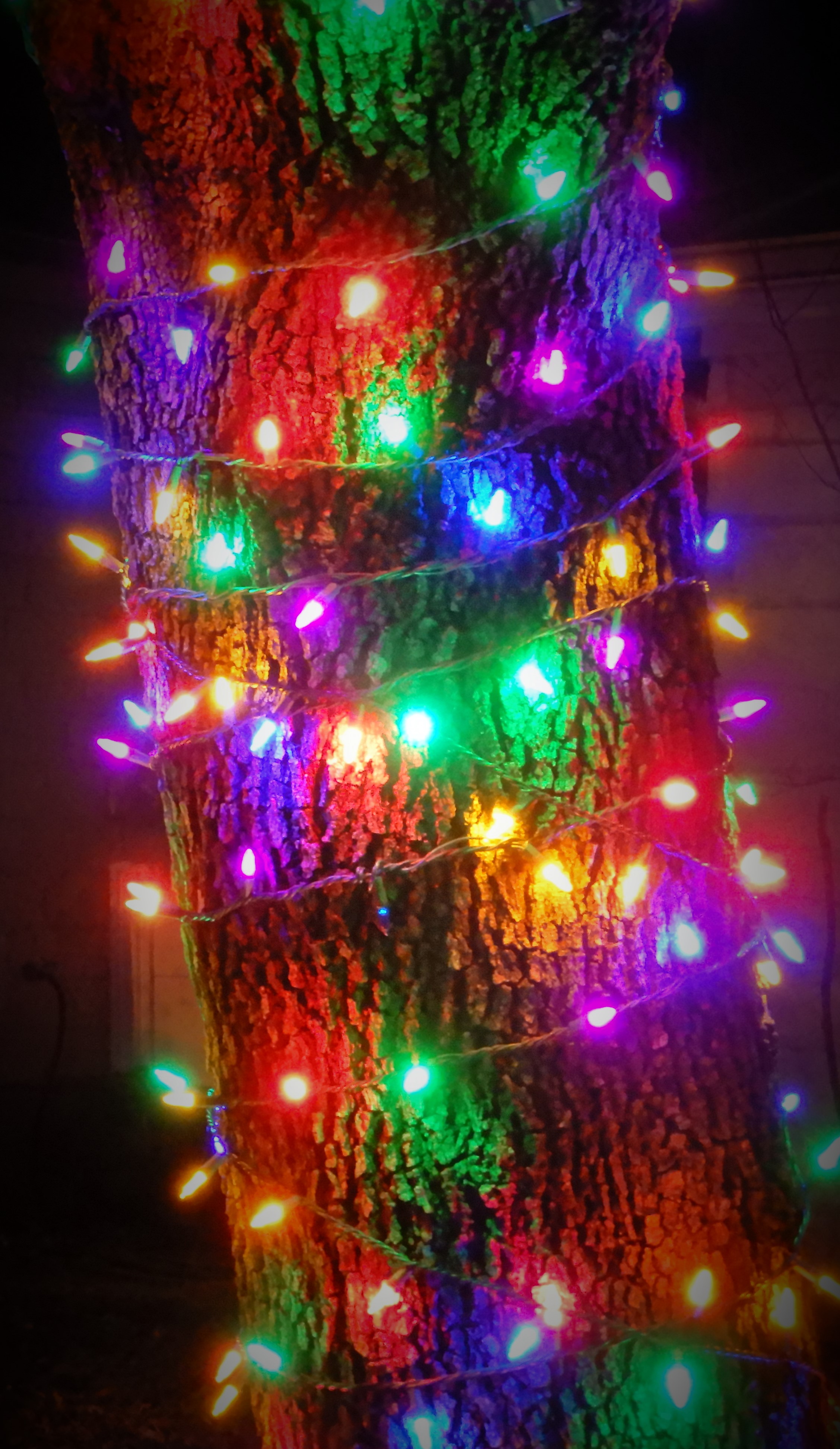 Tree Peace – Natural Musings