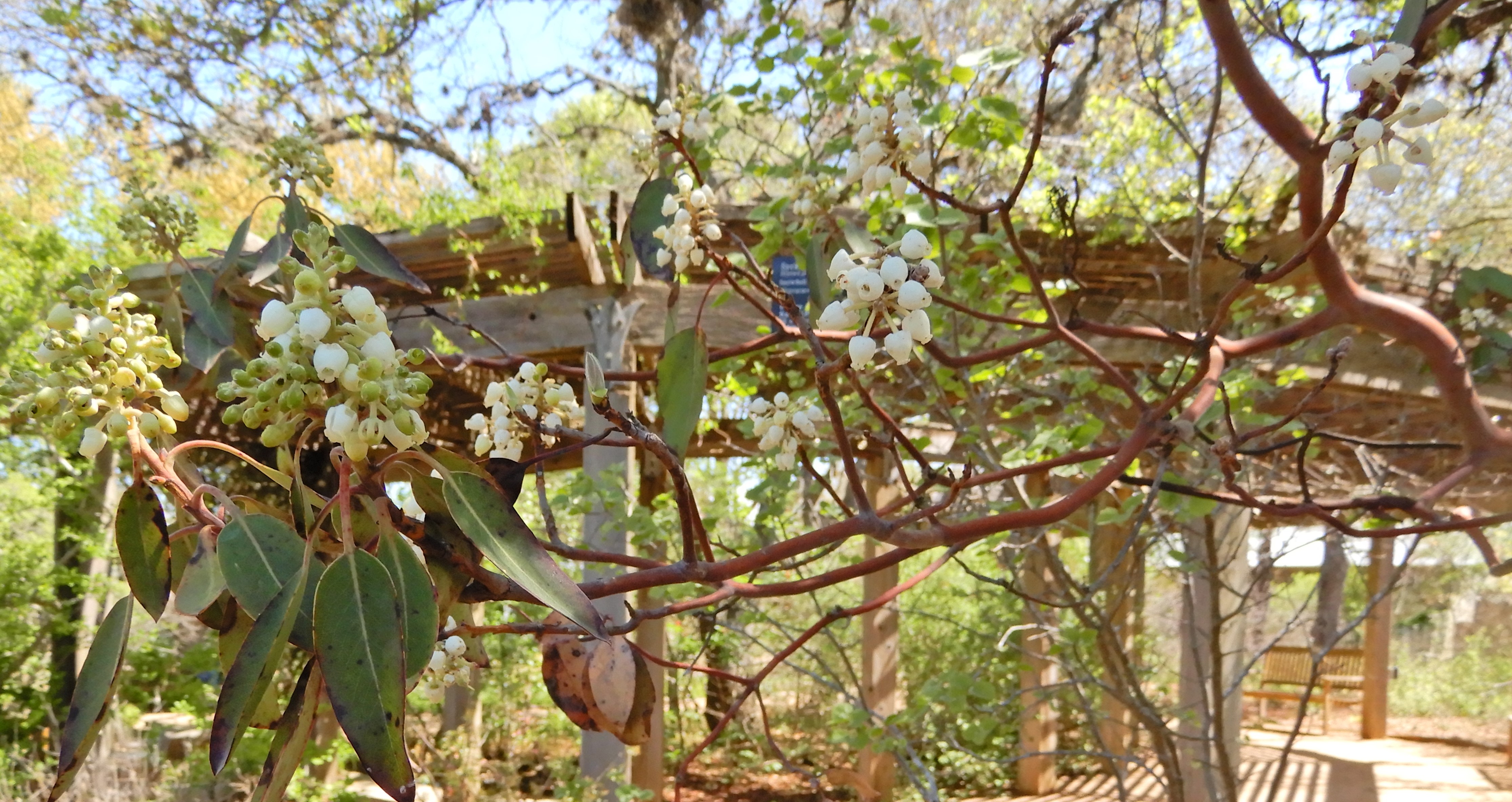 Madrones and Memories – Natural Musings