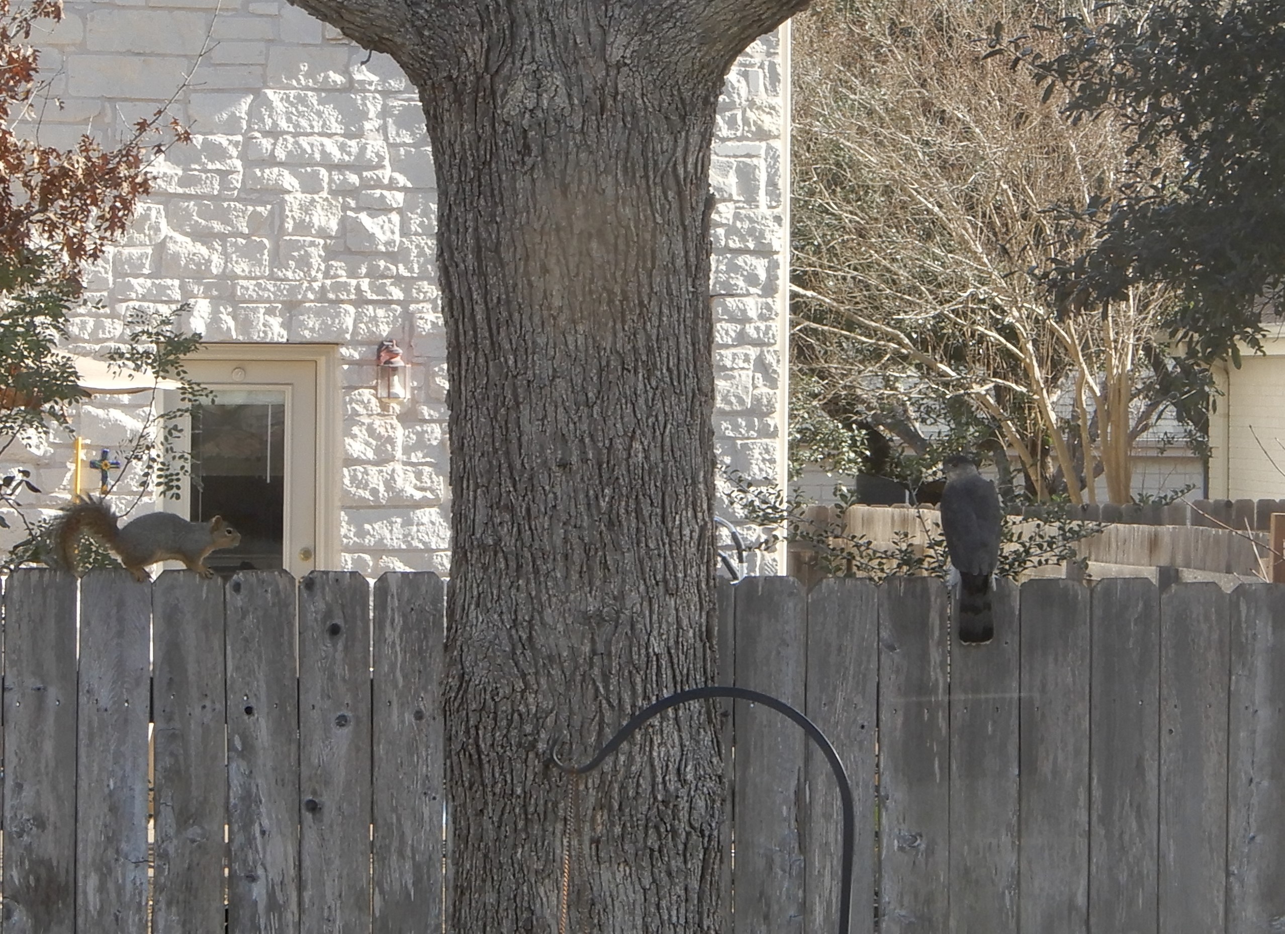 Squirrel and Hawk – Natural Musings